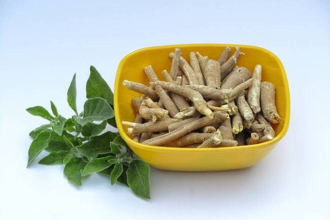 Ashwagandha Effet Au Bout De Combien De Temps
