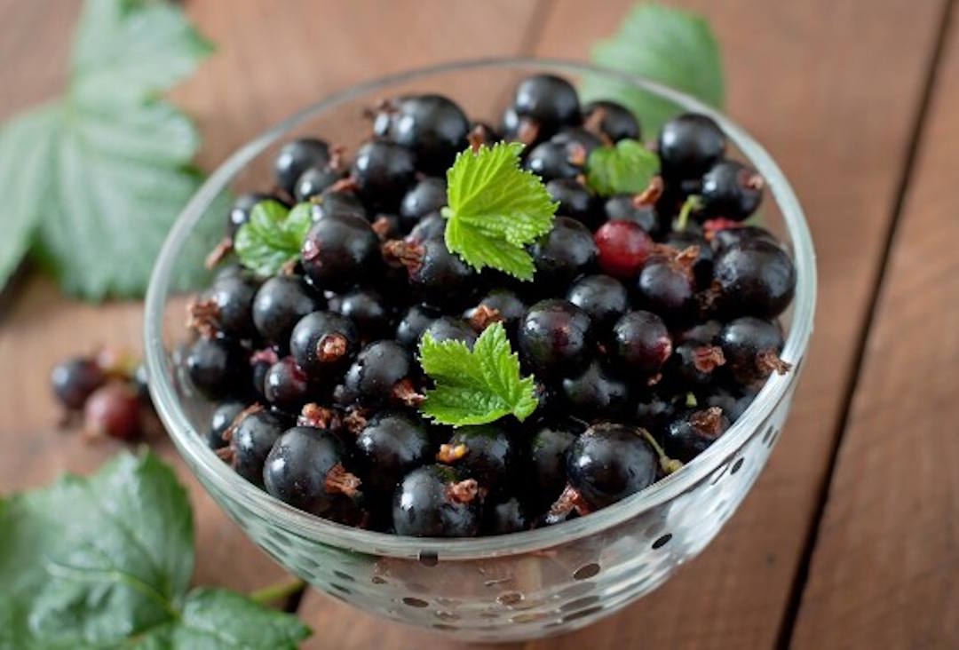 Bienfaits du cassis : articulations, vision, immunité