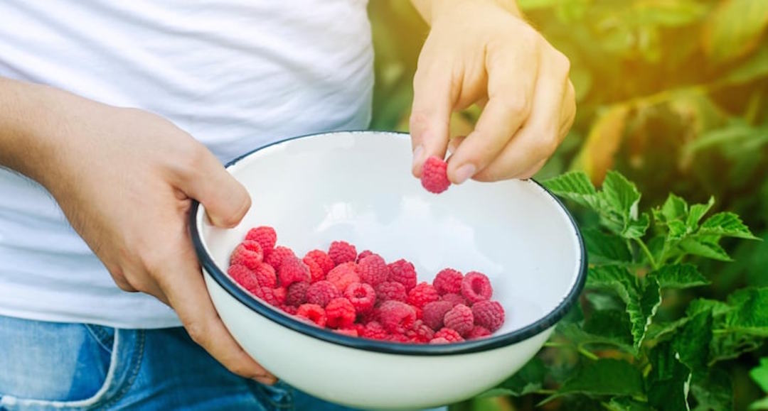 Framboise : 7 bienfaits santé prouvés de ce fruit rouge